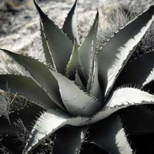 14 Cold-Hardy Agave Varieties That Bring Bold Beauty to Chilly Gardens ...