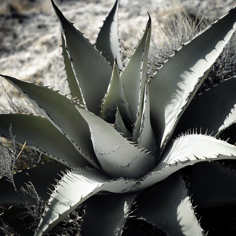 14 Cold-Hardy Agave Varieties That Bring Bold Beauty to Chilly Gardens ...