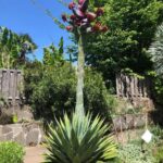 14 Cold-Hardy Agave Varieties That Bring Bold Beauty to Chilly Gardens ...