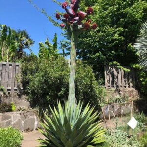 14 Cold-Hardy Agave Varieties That Bring Bold Beauty to Chilly Gardens ...