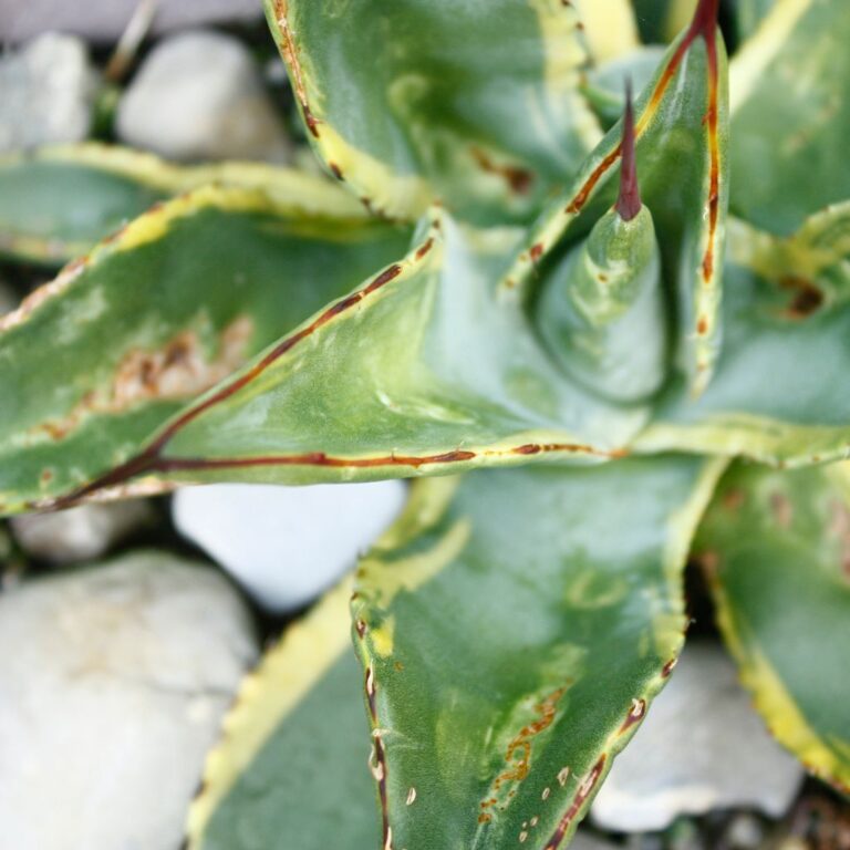 14 Cold-Hardy Agave Varieties That Bring Bold Beauty to Chilly Gardens ...