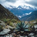 14 Cold-Hardy Agave Varieties That Bring Bold Beauty to Chilly Gardens ...