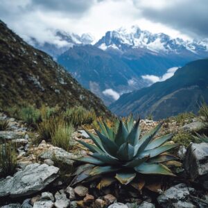 14 Cold-Hardy Agave Varieties That Bring Bold Beauty to Chilly Gardens ...