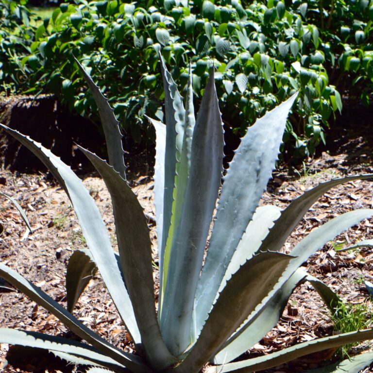 14 Cold-Hardy Agave Varieties That Bring Bold Beauty to Chilly Gardens ...