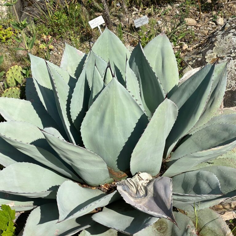 14 Cold-Hardy Agave Varieties That Bring Bold Beauty to Chilly Gardens ...
