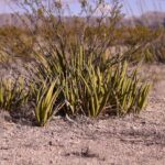 14 Cold-Hardy Agave Varieties That Bring Bold Beauty to Chilly Gardens ...