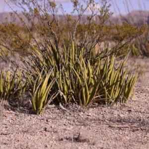 14 Cold-Hardy Agave Varieties That Bring Bold Beauty to Chilly Gardens ...