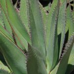 14 Cold-Hardy Agave Varieties That Bring Bold Beauty to Chilly Gardens ...