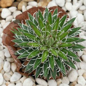 14 Cold-Hardy Agave Varieties That Bring Bold Beauty to Chilly Gardens ...