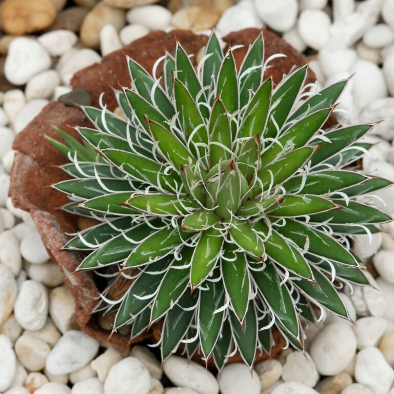 14 Cold-Hardy Agave Varieties That Bring Bold Beauty to Chilly Gardens ...