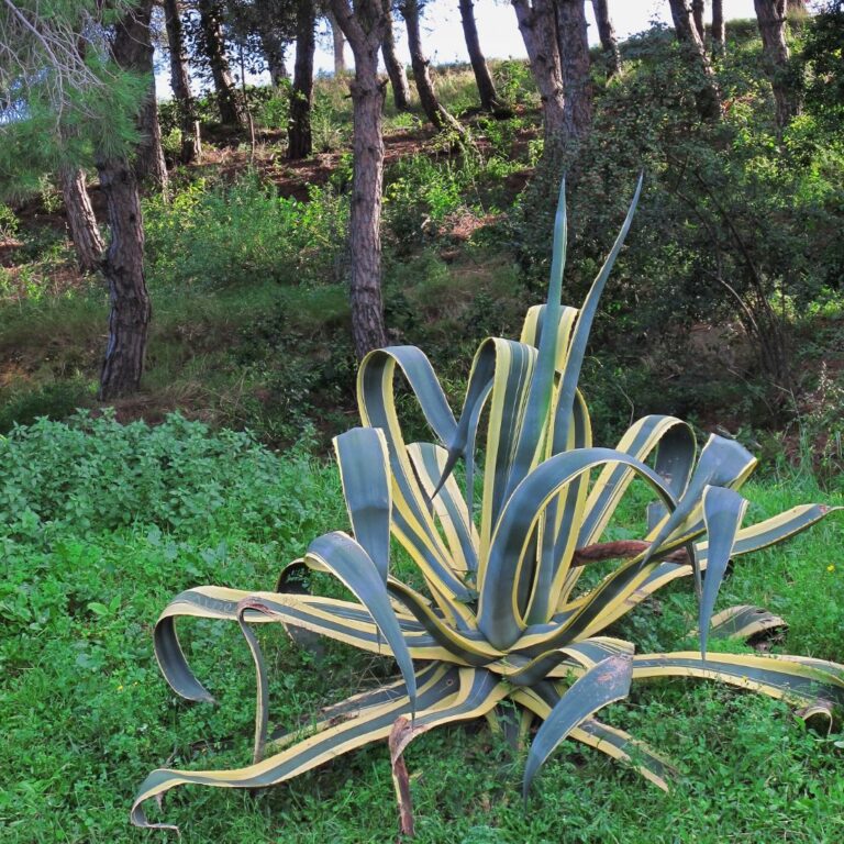 14 Cold-Hardy Agave Varieties That Bring Bold Beauty to Chilly Gardens ...