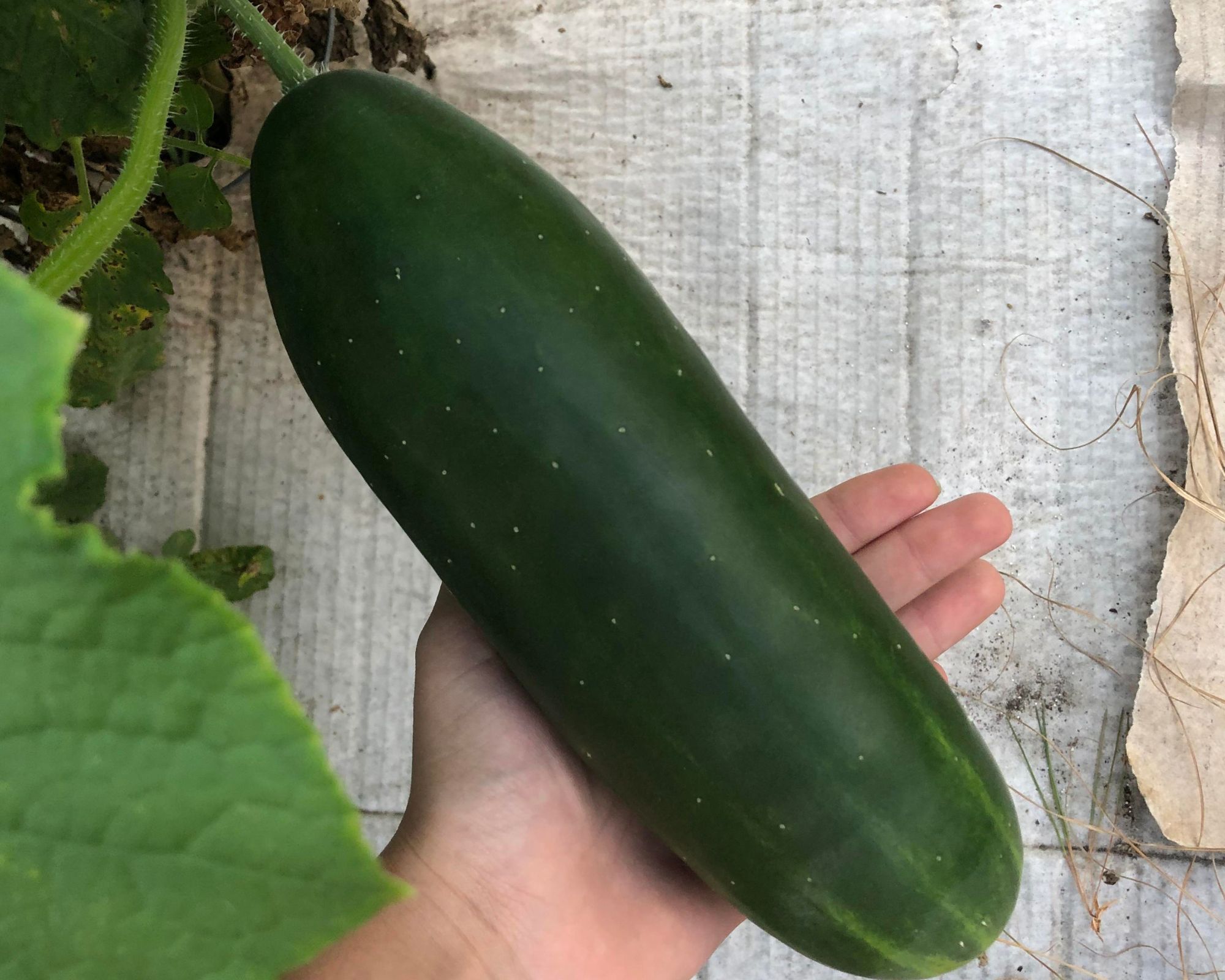 Giant Veggies, Endless Yields: 16 Varieties You Need to Plant ...