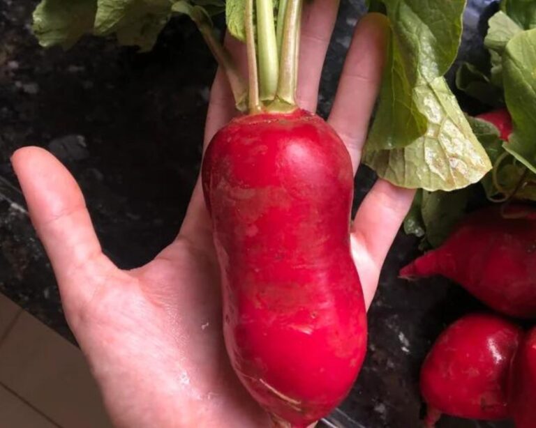 Giant Veggies, Endless Yields: 16 Varieties You Need to Plant ...