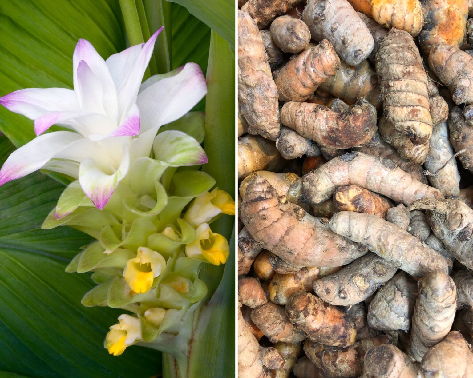 15 Plants & Herbs That Support Lung Health Naturally - Complete Gardening