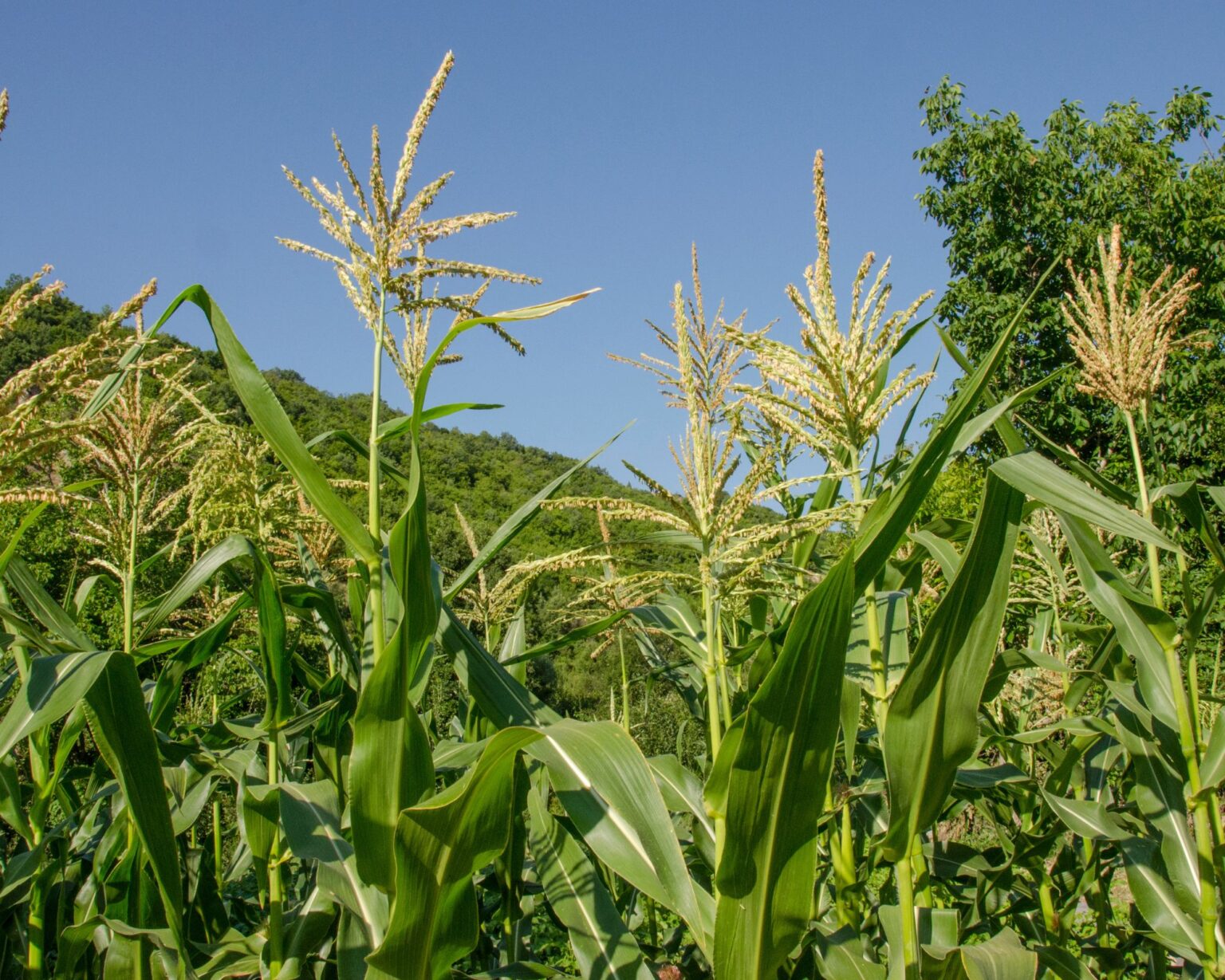 Giant Veggies, Endless Yields: 16 Varieties You Need to Plant ...