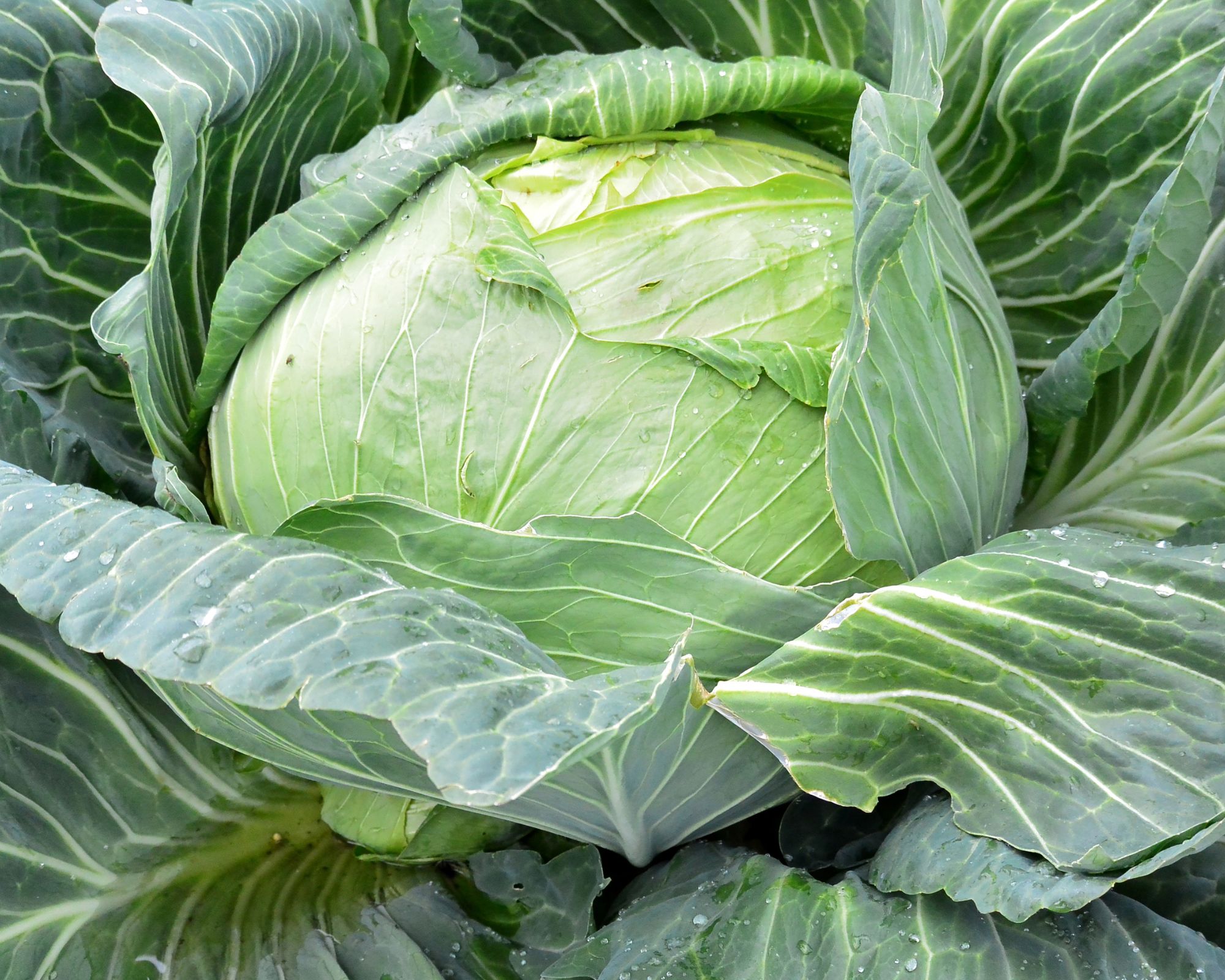 Giant Veggies, Endless Yields: 16 Varieties You Need to Plant ...