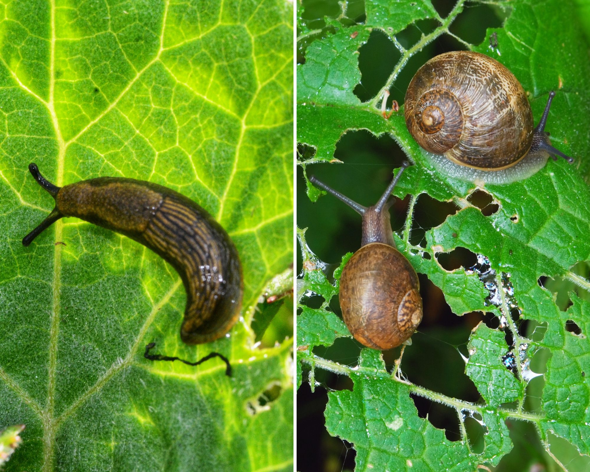 10+ Worst Garden Pests: Identification and Remedies - Complete Gardening