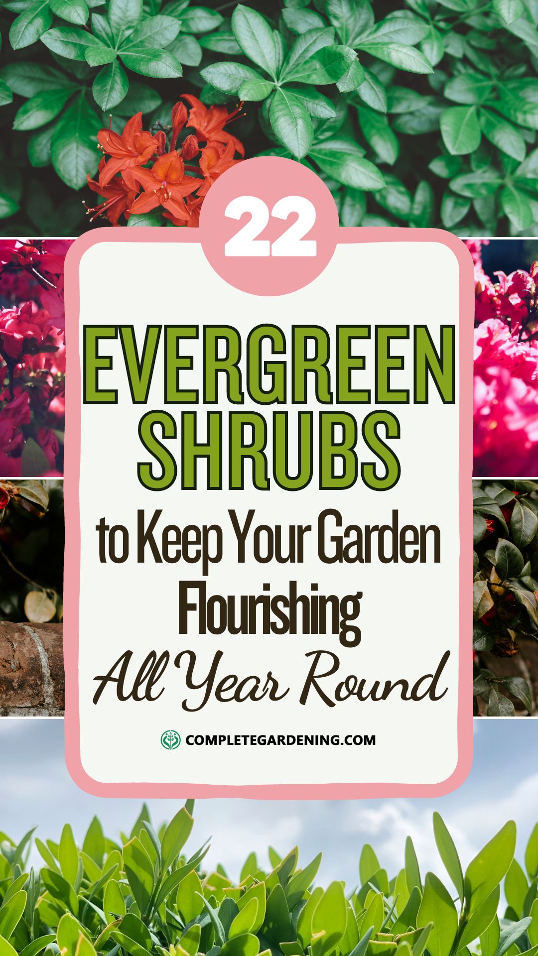 22 Evergreen Shrubs to Keep Your Garden Flourishing All Year Round ...