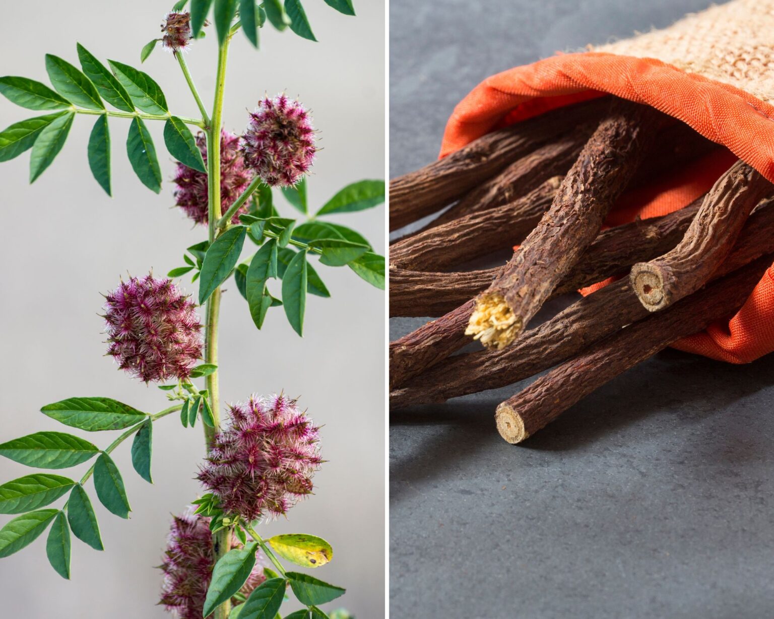 15 Plants & Herbs That Support Lung Health Naturally - Complete Gardening