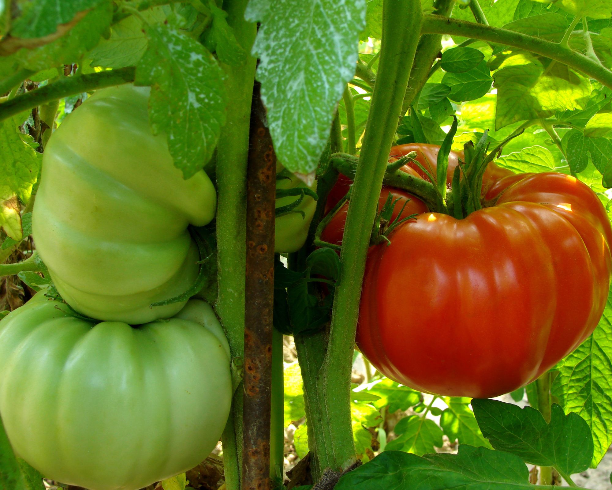 Giant Veggies, Endless Yields: 16 Varieties You Need to Plant ...