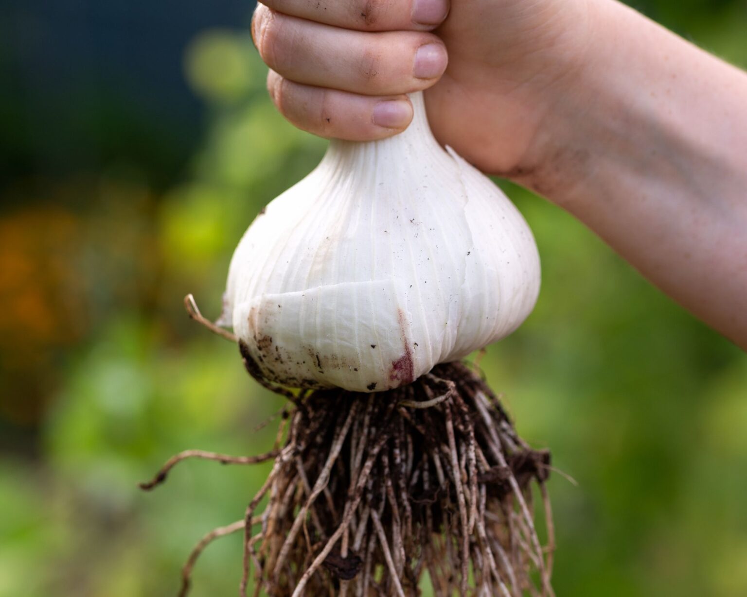 Giant Veggies, Endless Yields: 16 Varieties You Need to Plant ...