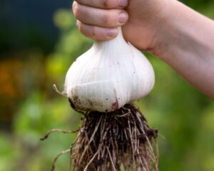 Giant Veggies, Endless Yields: 16 Varieties You Need to Plant ...