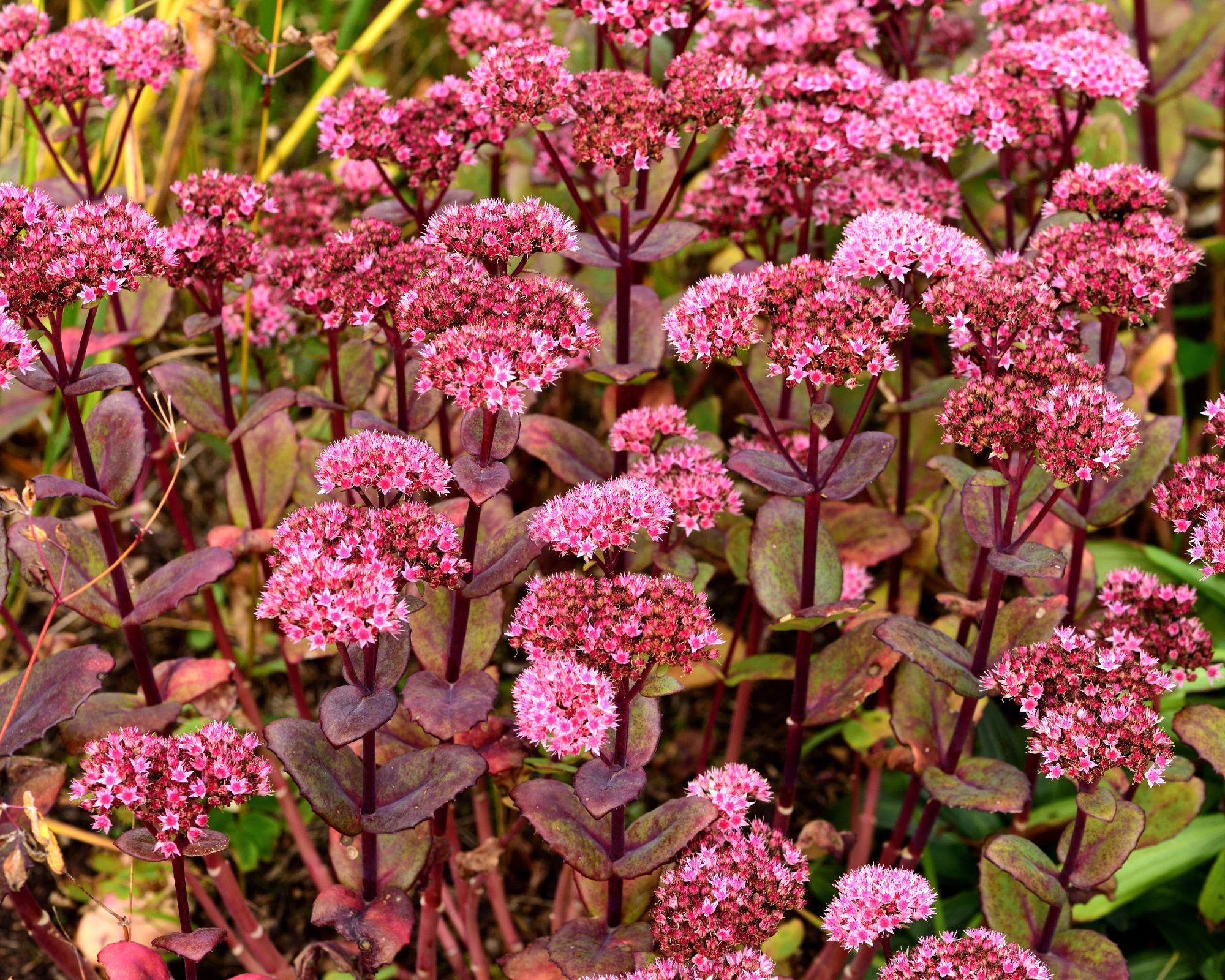 12 Essential Low-Growing Perennials for Garden Edges - Complete Gardening