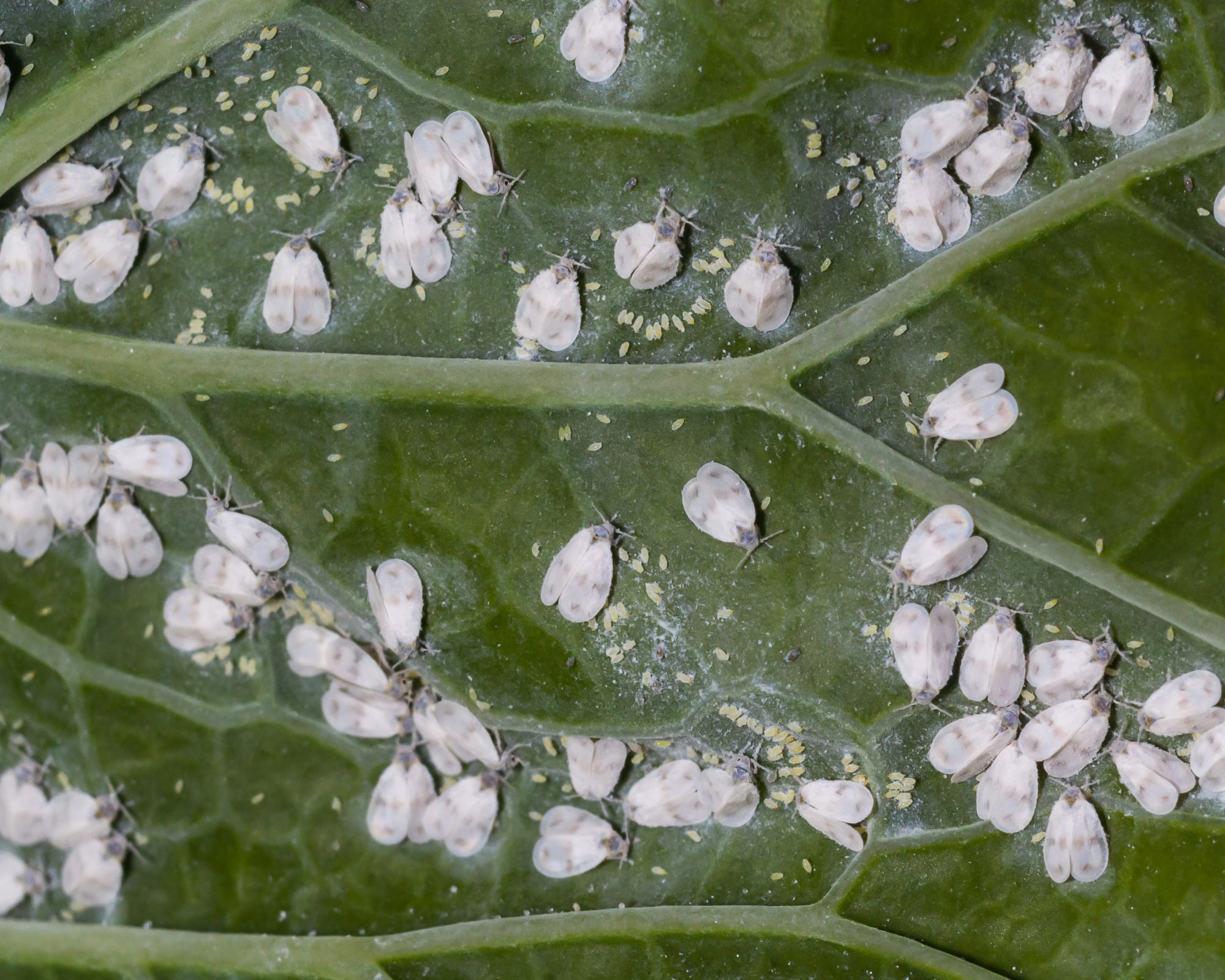 10+ Worst Garden Pests: Identification and Remedies - Complete Gardening