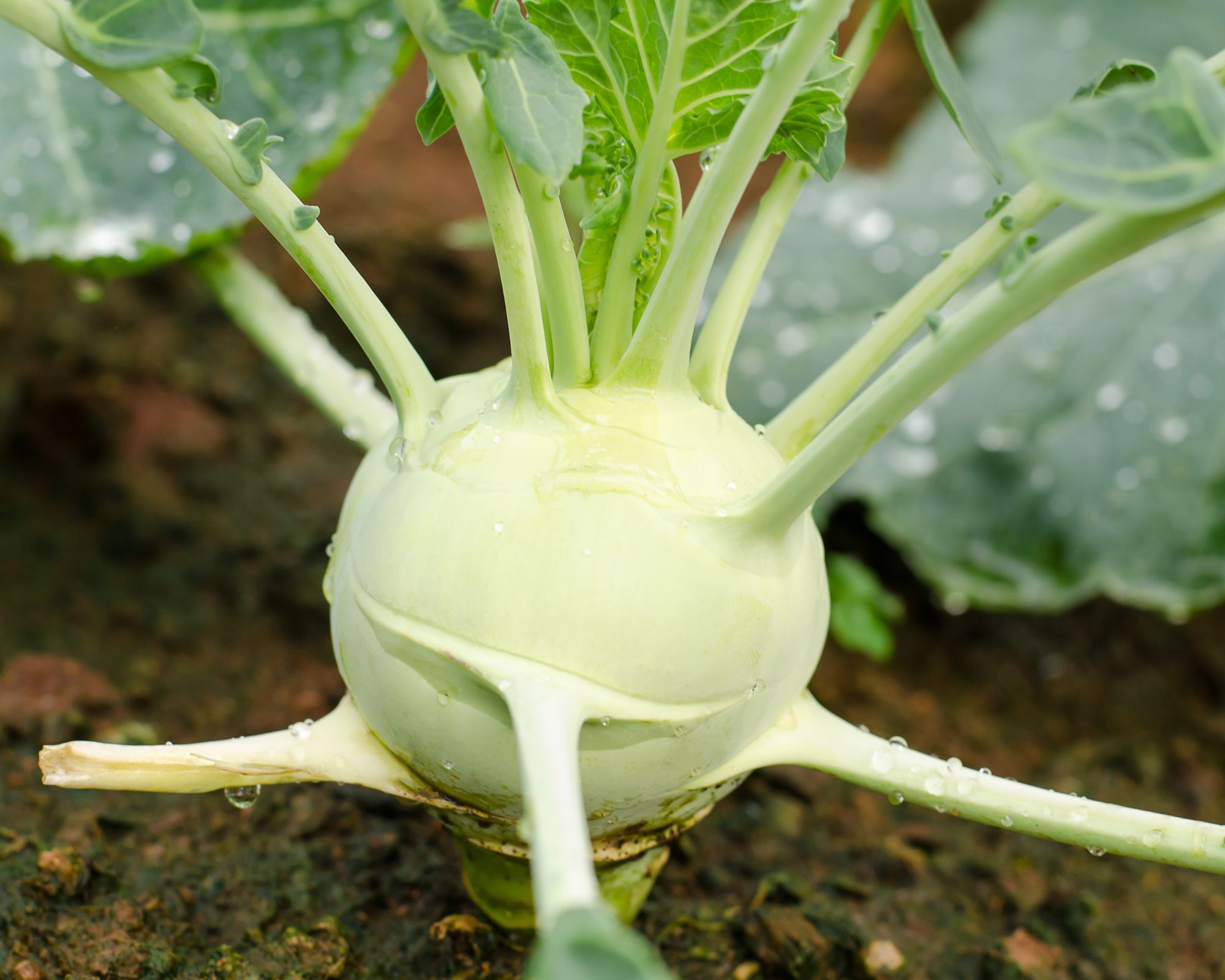 Giant Veggies, Endless Yields: 16 Varieties You Need to Plant ...