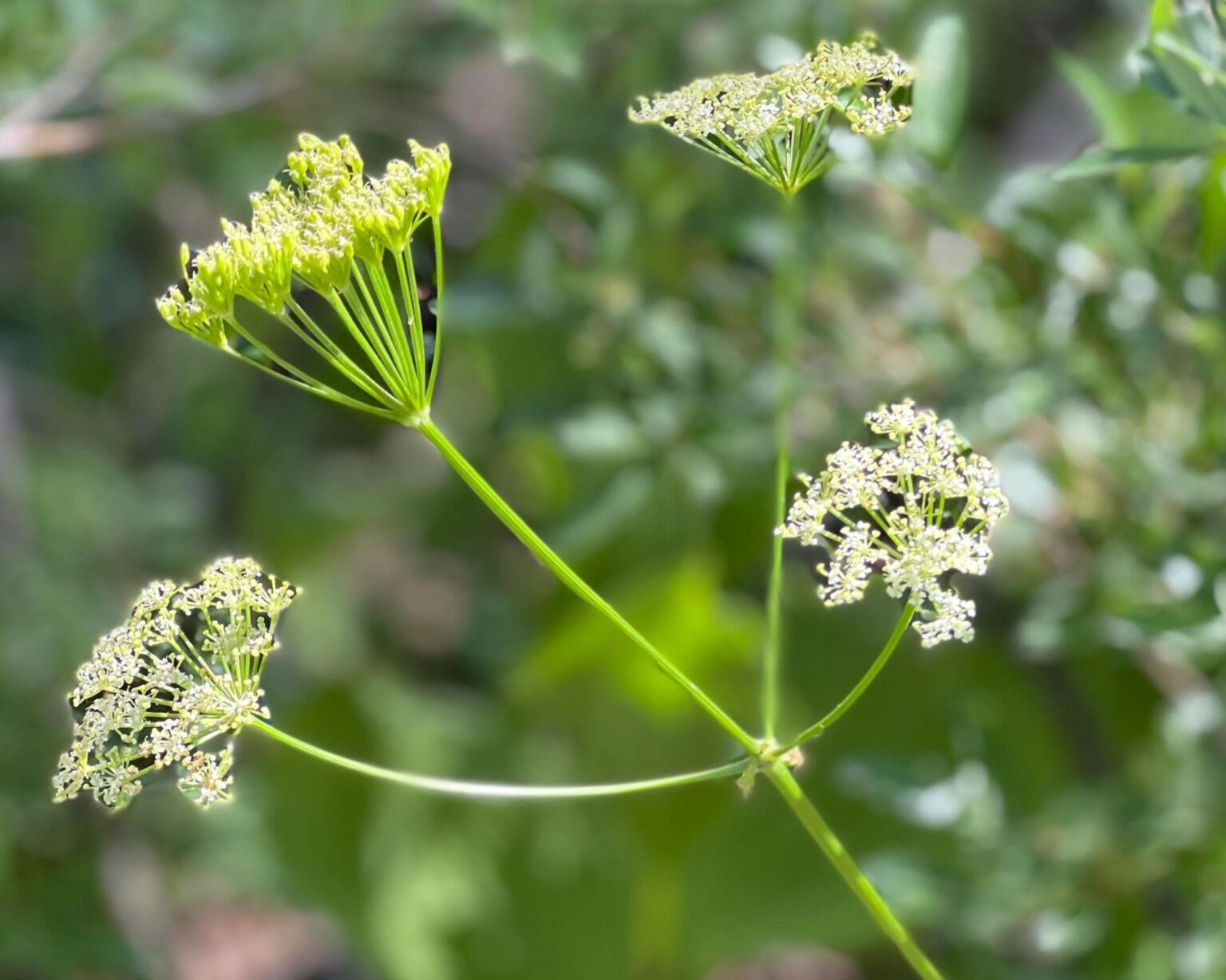 15 Plants & Herbs That Support Lung Health Naturally - Complete Gardening