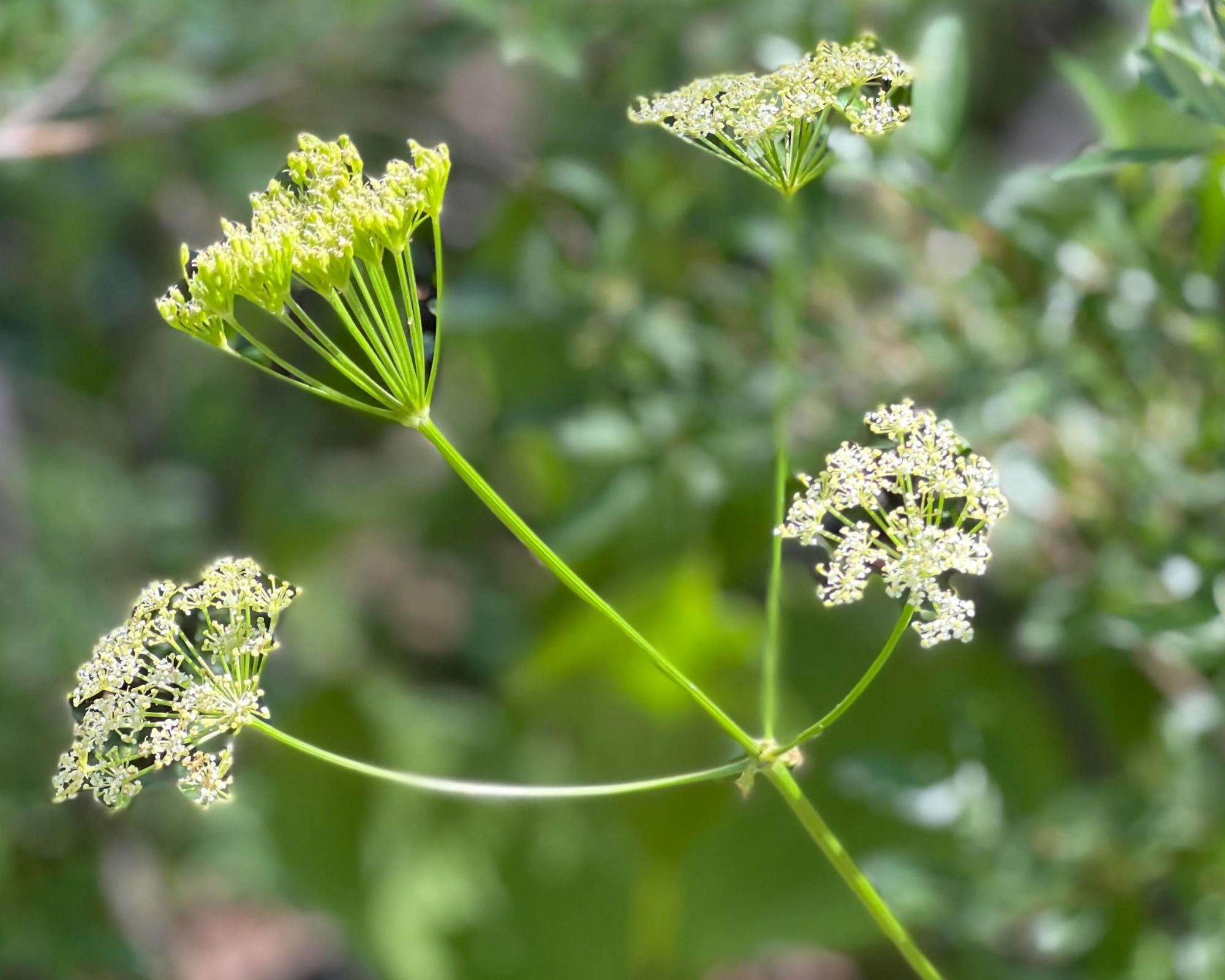 15 Plants & Herbs That Support Lung Health Naturally - Complete Gardening
