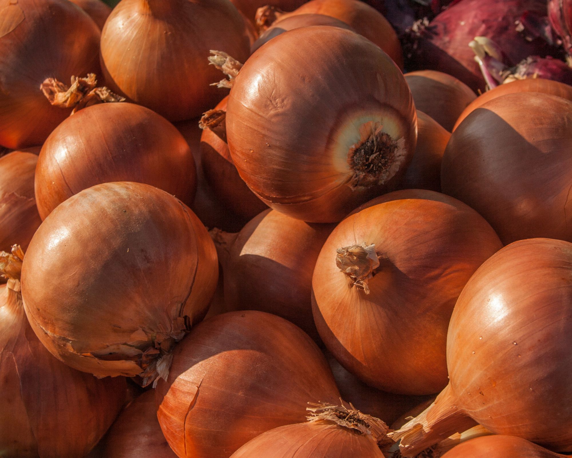 Giant Veggies, Endless Yields: 16 Varieties You Need to Plant ...