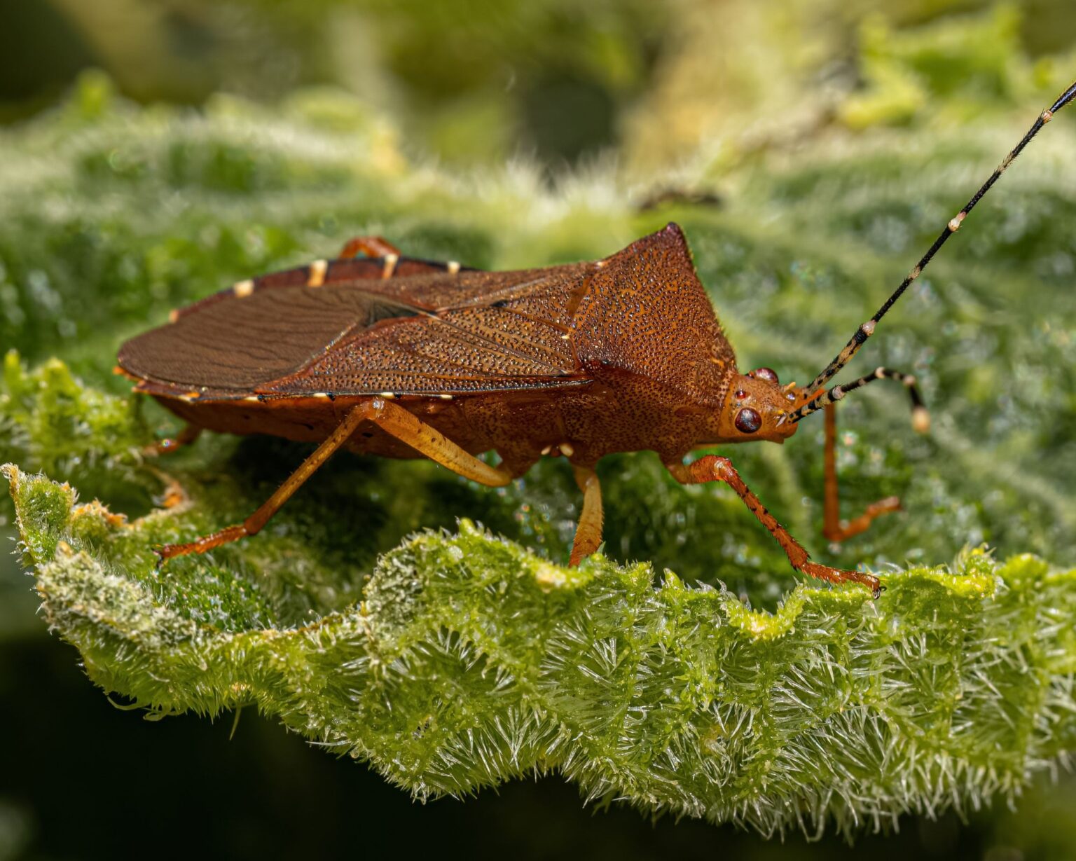 10+ Worst Garden Pests: Identification and Remedies - Complete Gardening