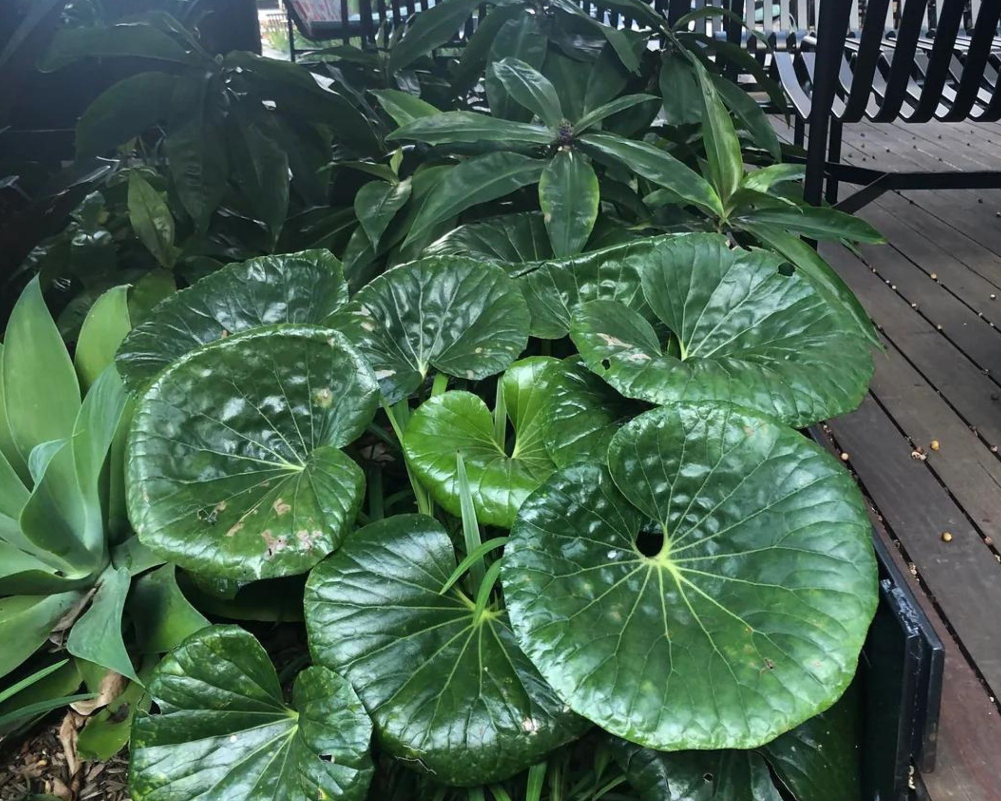 Giant Leopard Plant: The Unexpected Beauty Your Garden Needs - Complete ...