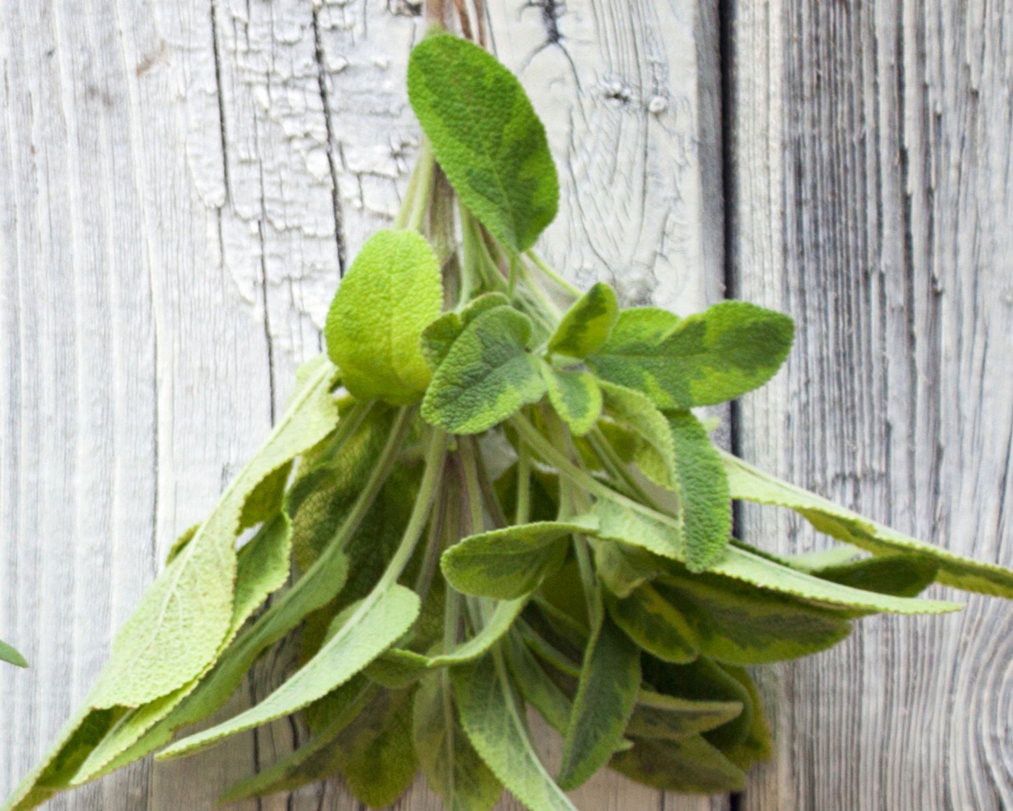 Is Your Sage Ready to Harvest? When and How to Do It Right - Complete ...