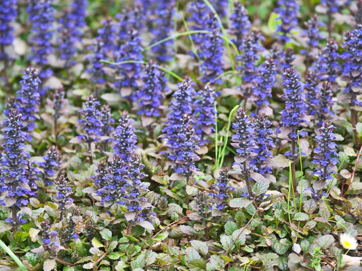 Pet-Safe Ground Covers: 23 Creepers for a Lush Garden - Complete Gardening