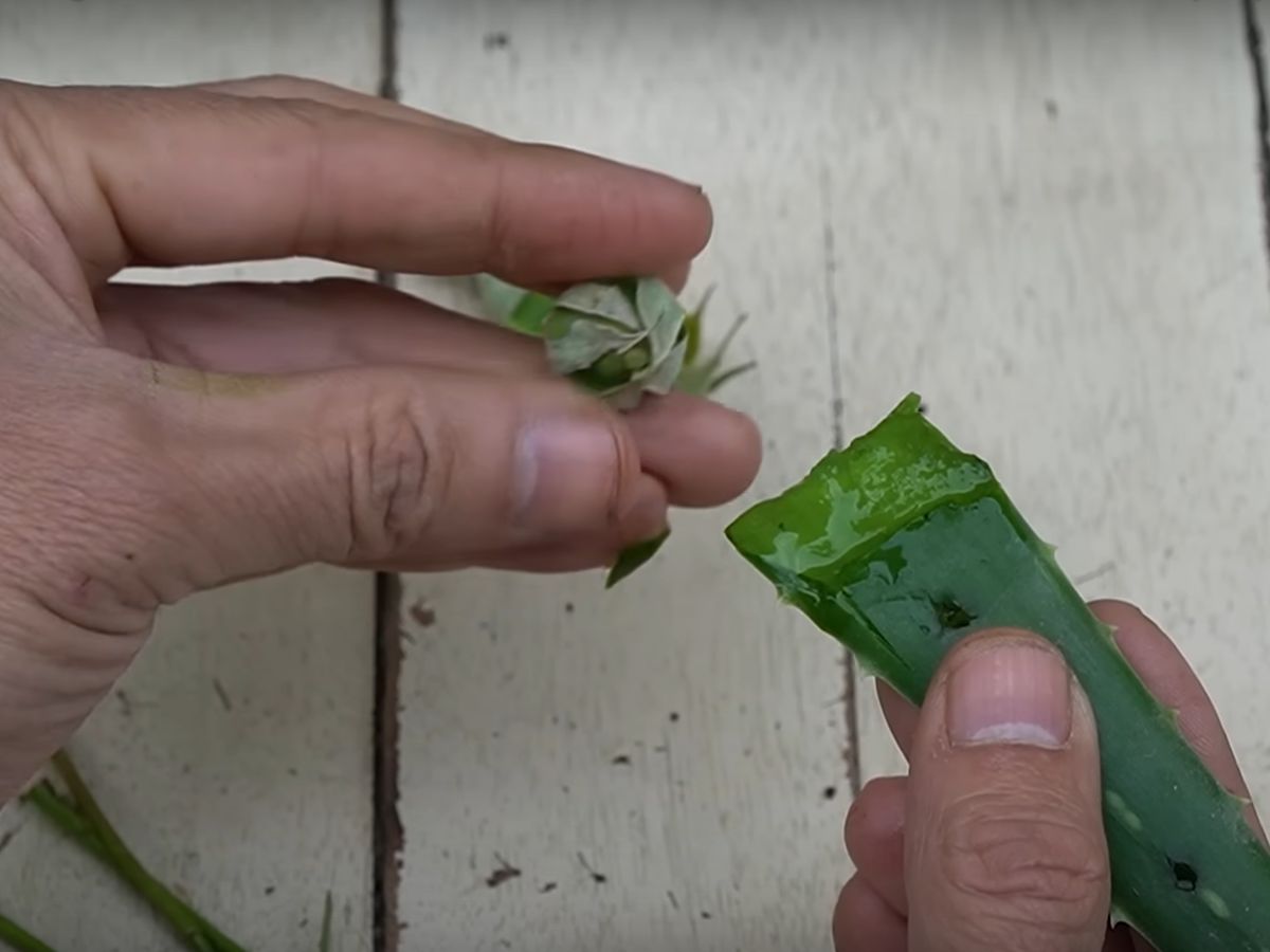 From Bud to Bloom: How to Grow Roses Successfully - Complete Gardening