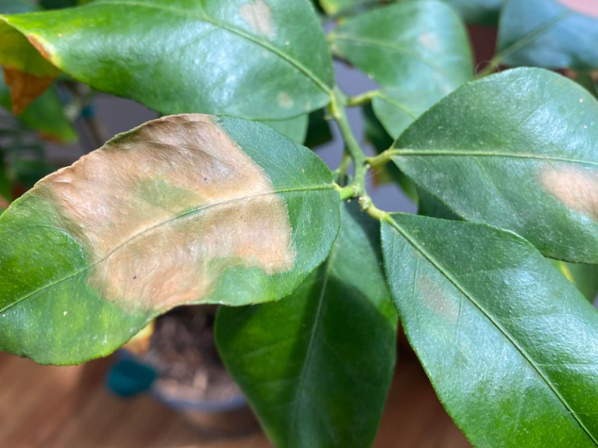 Citrus Plant Diseases: Protecting Your Trees from Common Threats ...