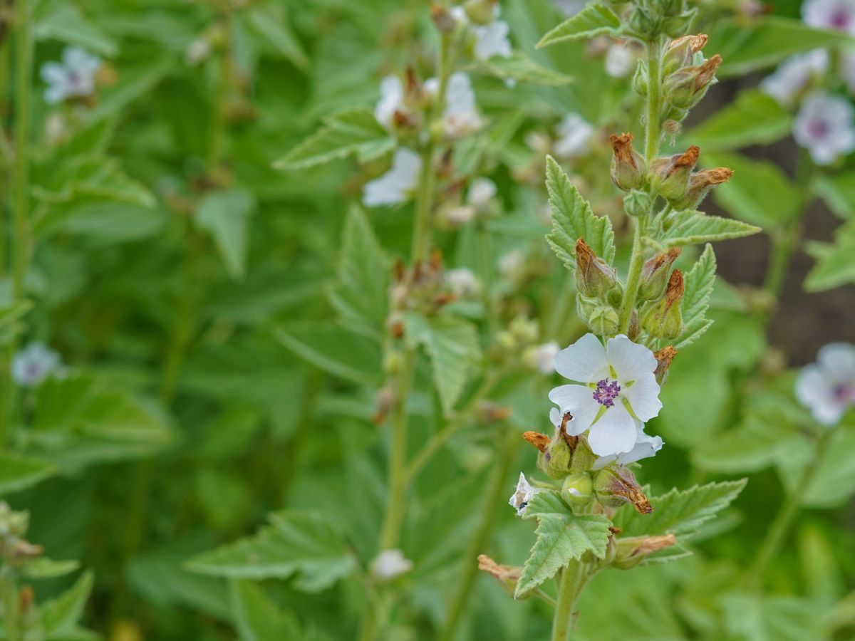 Grow Your Own Medicine: 17 Medicinal Plants for a Survival Garden ...
