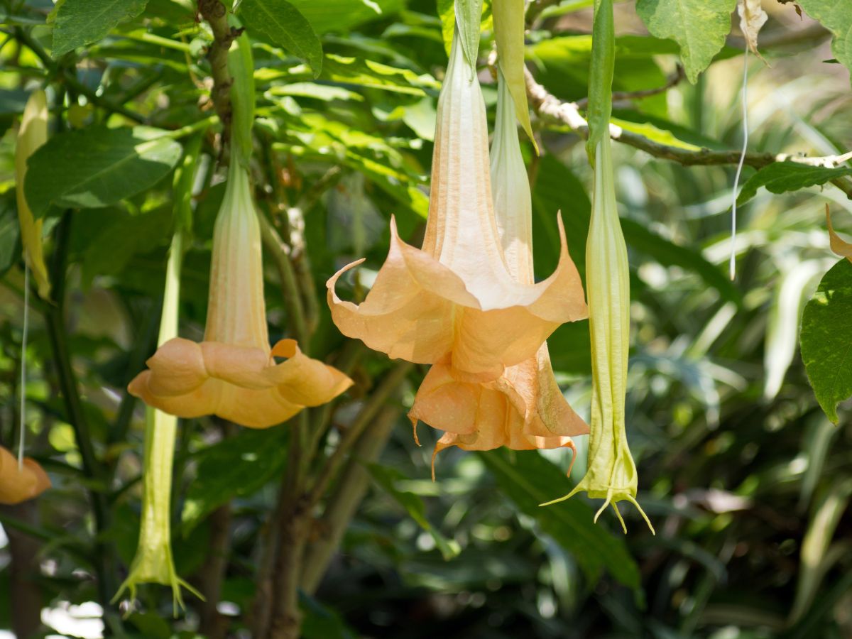 Toxic Blooms: 35 Flowers That Can Be Dangerous - Complete Gardening