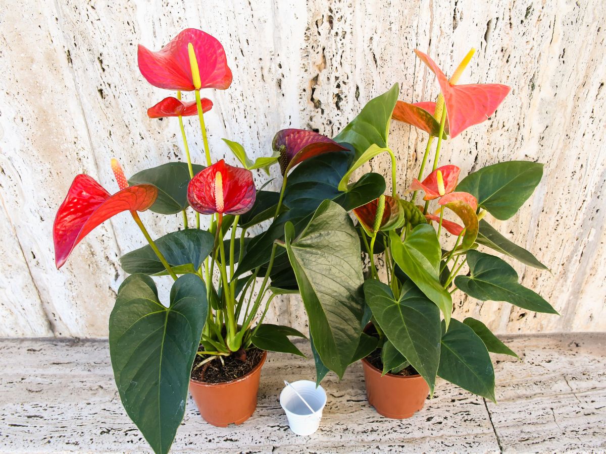 Anthuriums: The Key to 15 Years of Floral Beauty - Complete Gardening