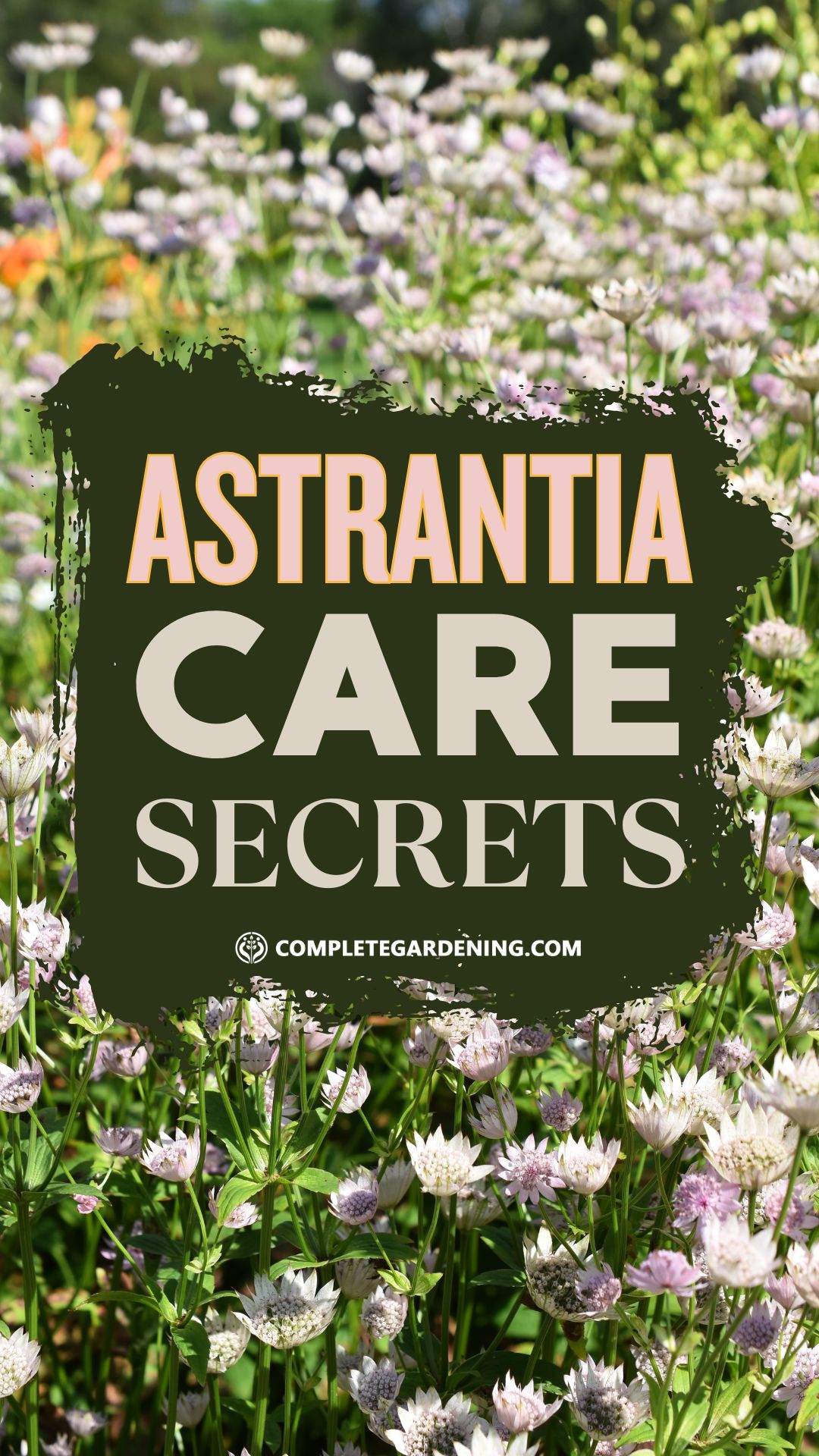 Astrantia Care Secrets: How to Achieve Stunning Blooms - Complete Gardening