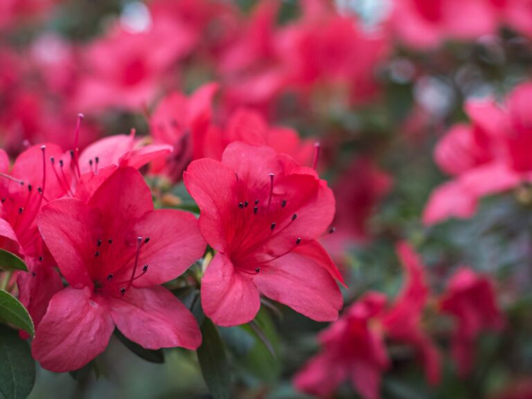 Toxic Blooms: 35 Flowers That Can Be Dangerous - Complete Gardening