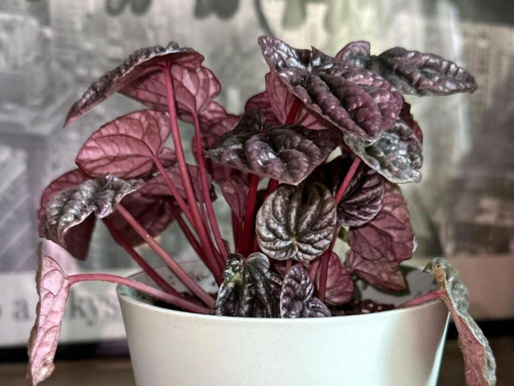 Large Purple Leaf Indoor Plant