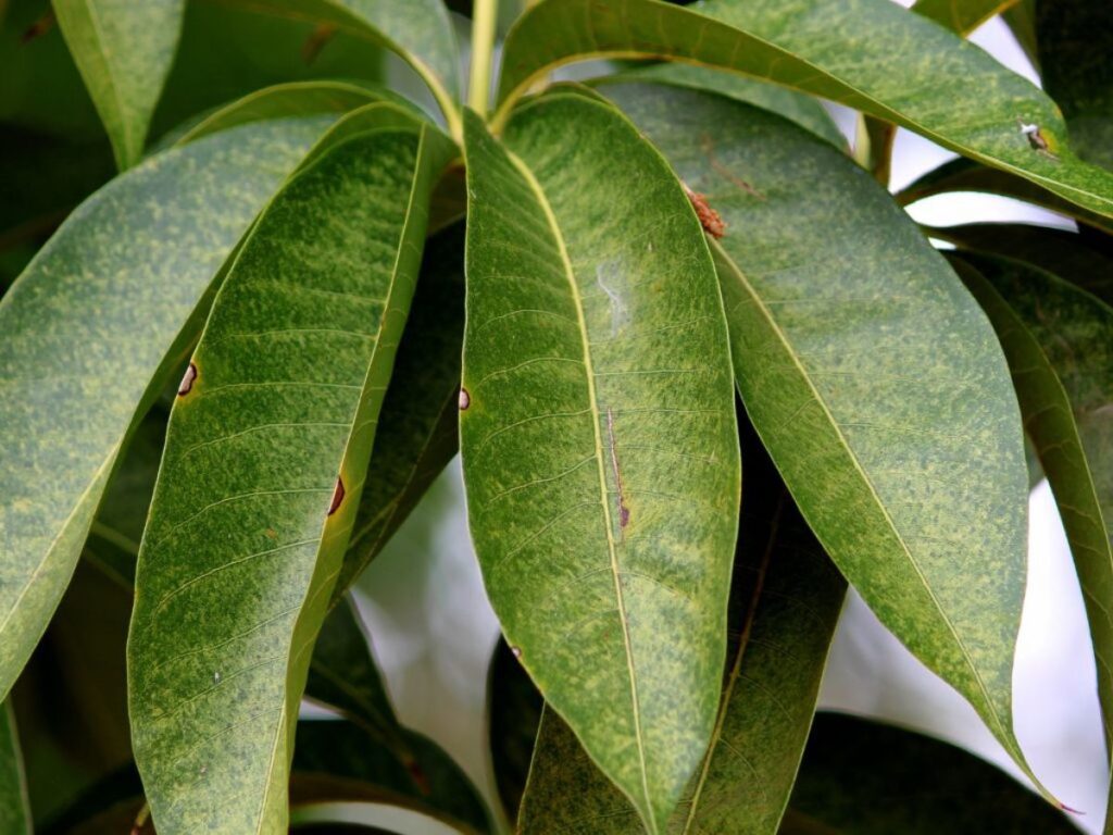 12 Incredible Benefits of Mango Leaves You Never Knew About! - Complete ...