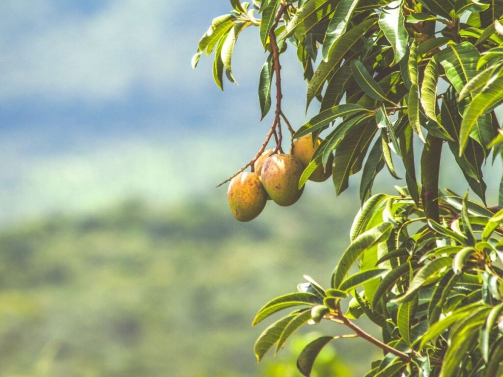 12 Incredible Benefits of Mango Leaves You Never Knew About! - Complete ...