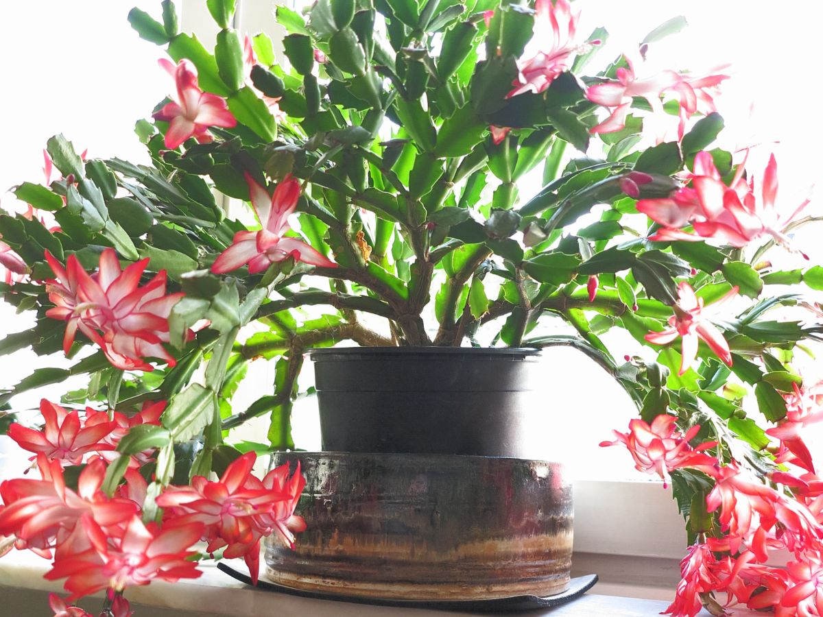 Discover the Different Christmas Cactus Varieties: Which One Suits You ...