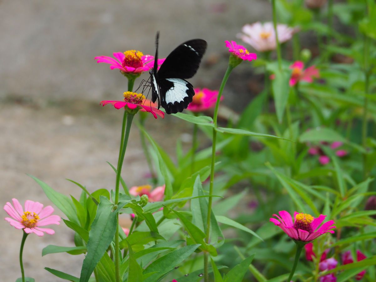 28 Easy and Creative DIY Ideas to Transform Your Garden - Complete ...