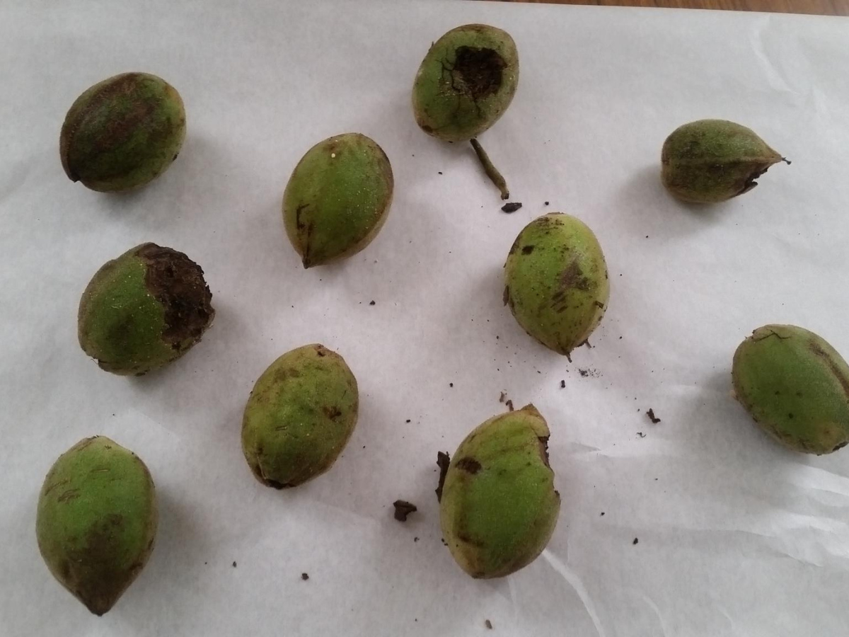 Autumn's Wild Harvest: 15 Nuts to Gather in Fall - Complete Gardening