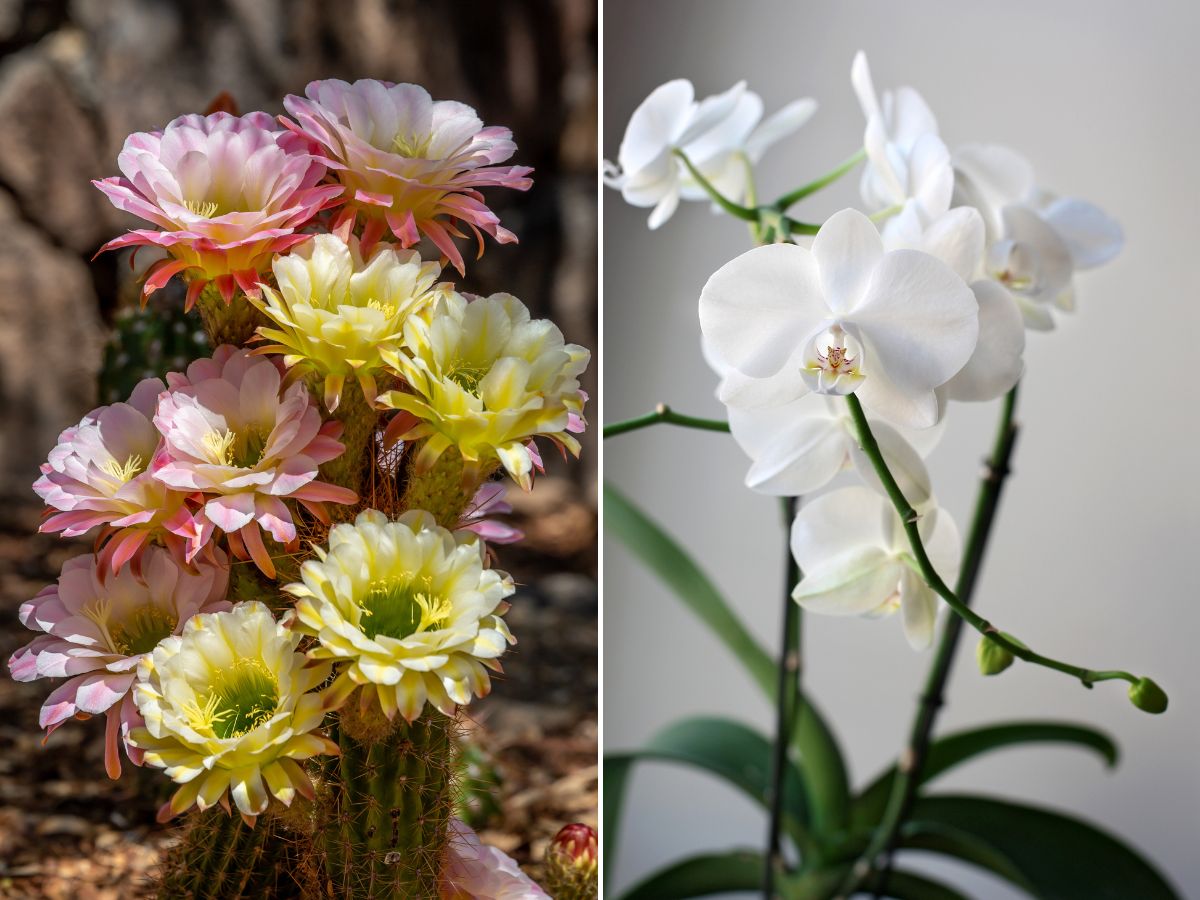 A Timeless Bouquet: The Art of Preserving Flowers in Oil - Complete ...